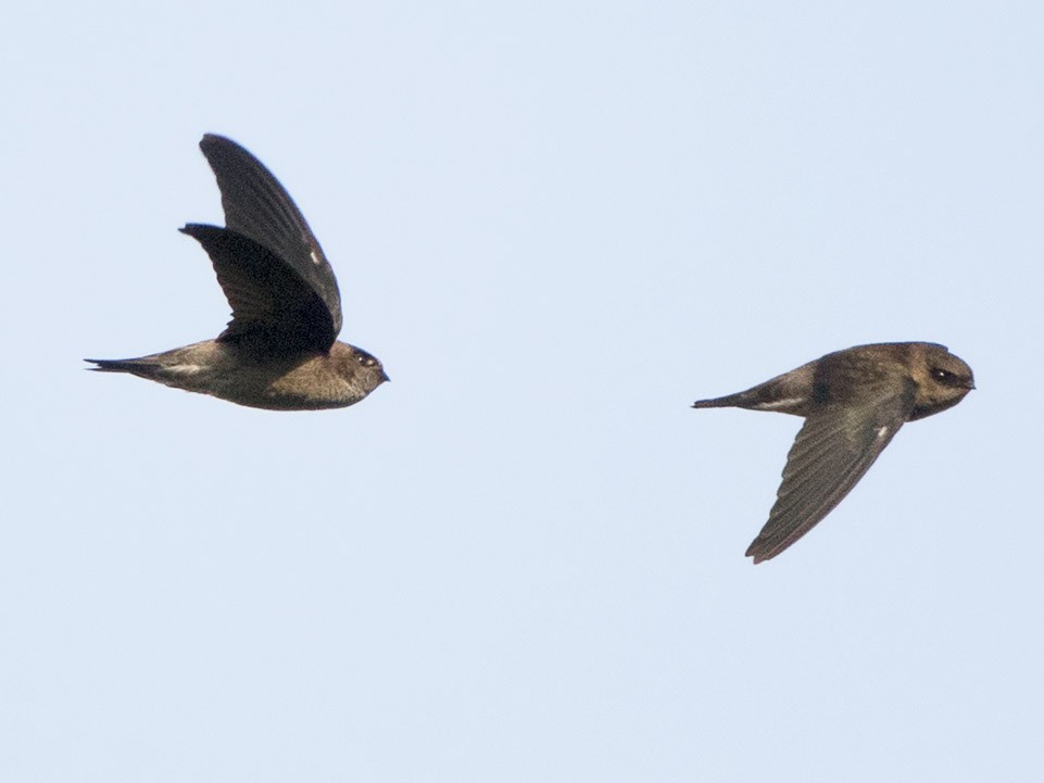 Germain's Swiftlet - eBird