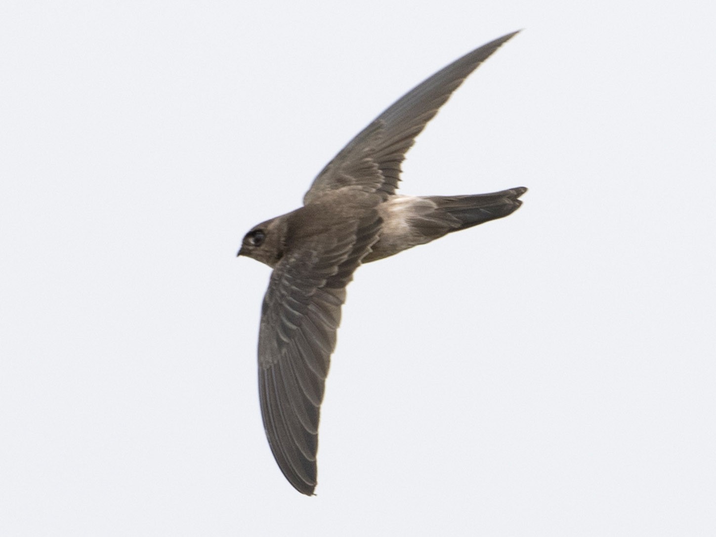 Germain's Swiftlet - eBird