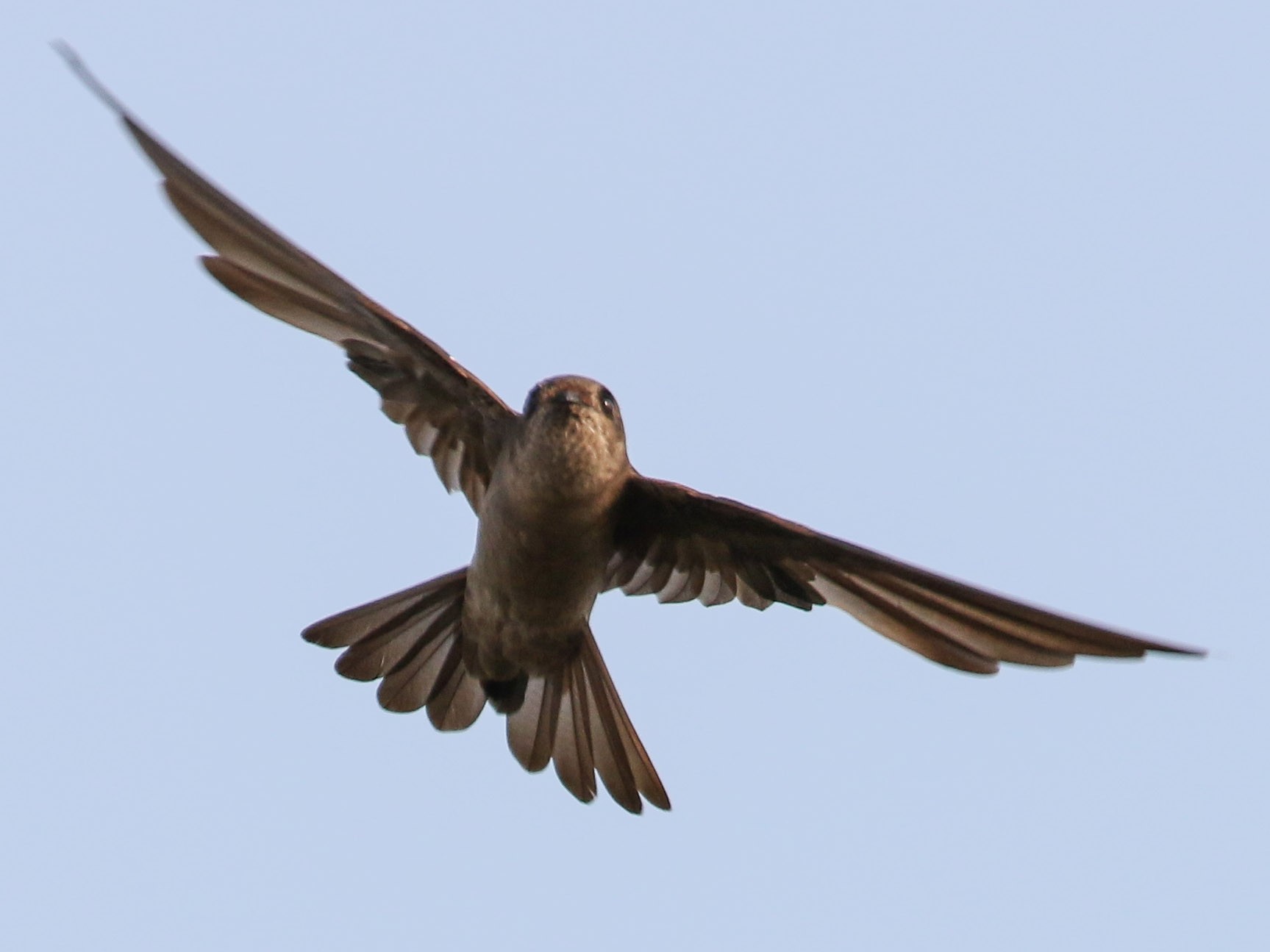 Germain's Swiftlet - eBird