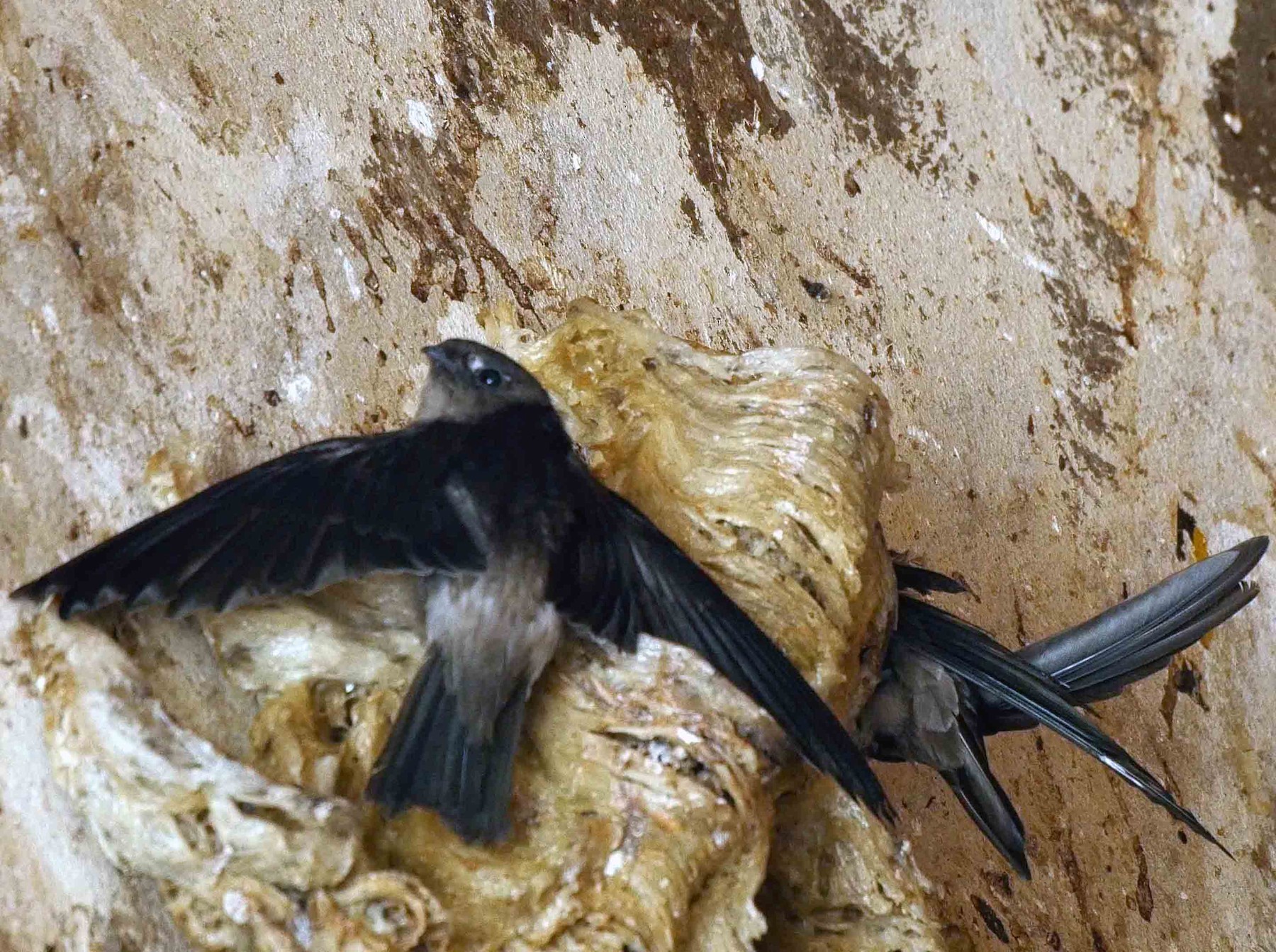 Germain's Swiftlet - eBird