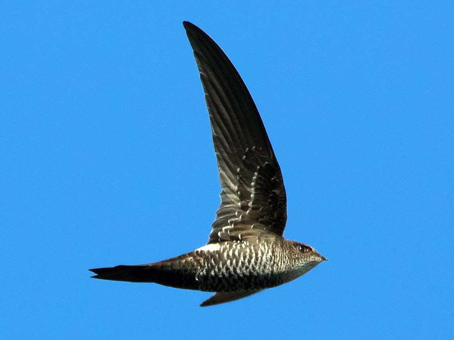 Cook's Swift - eBird