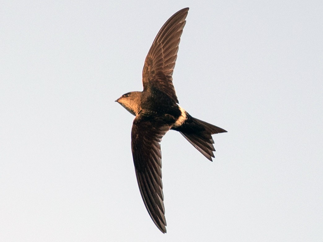 Cook's Swift - eBird