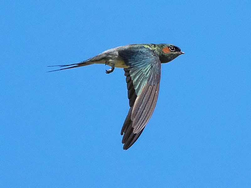 Gray-rumped Treeswift - eBird