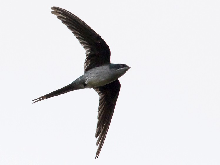 Gray-rumped Treeswift - eBird
