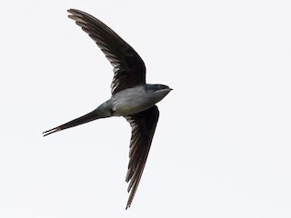 Gray-rumped Treeswift - eBird