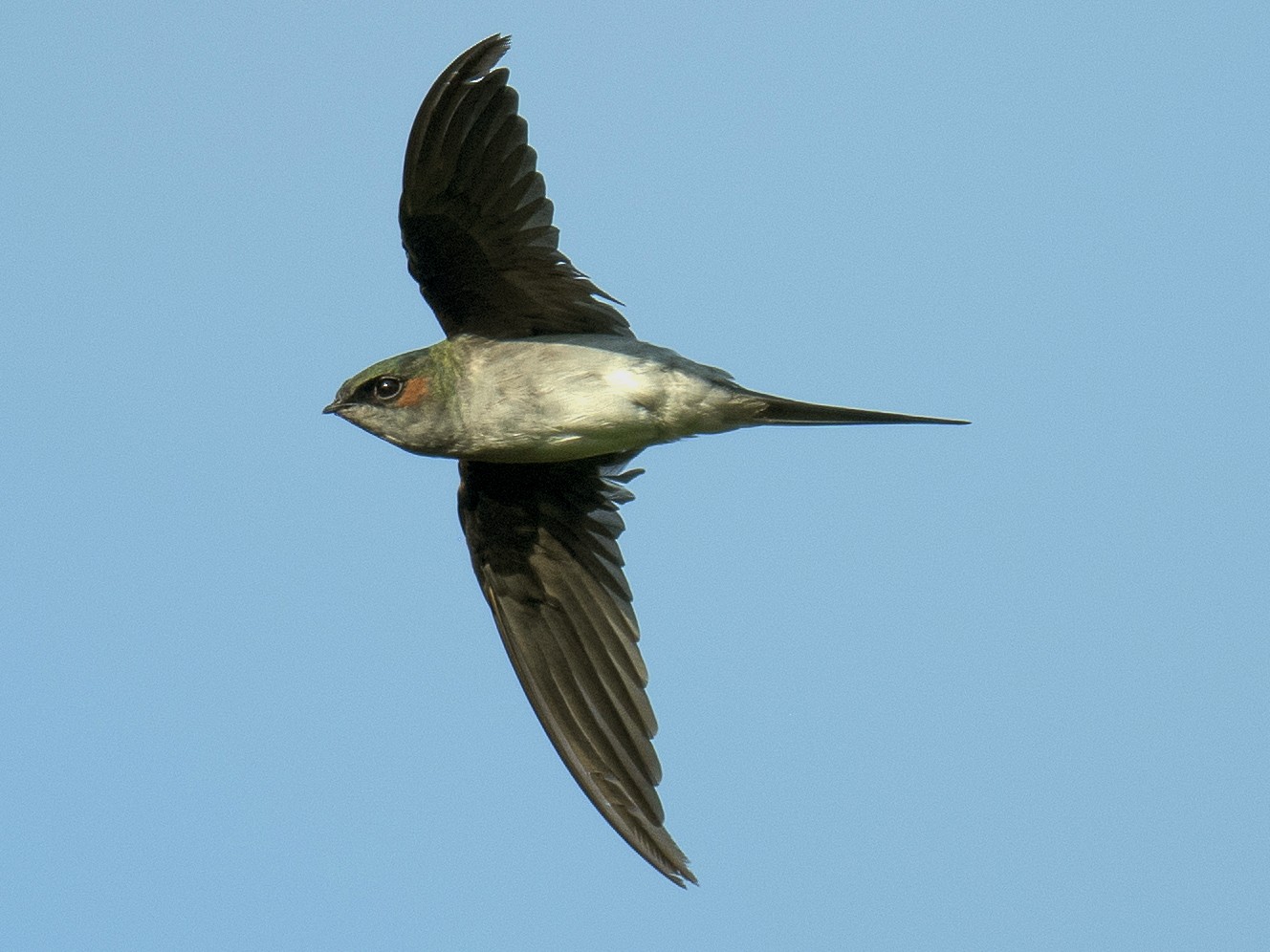 Gray-rumped Treeswift - eBird