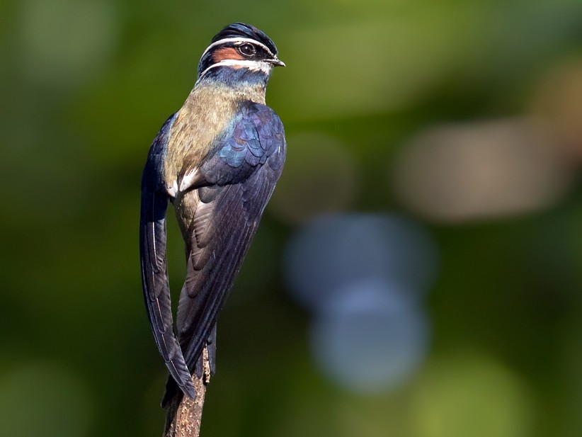Whiskered Treeswift - eBird