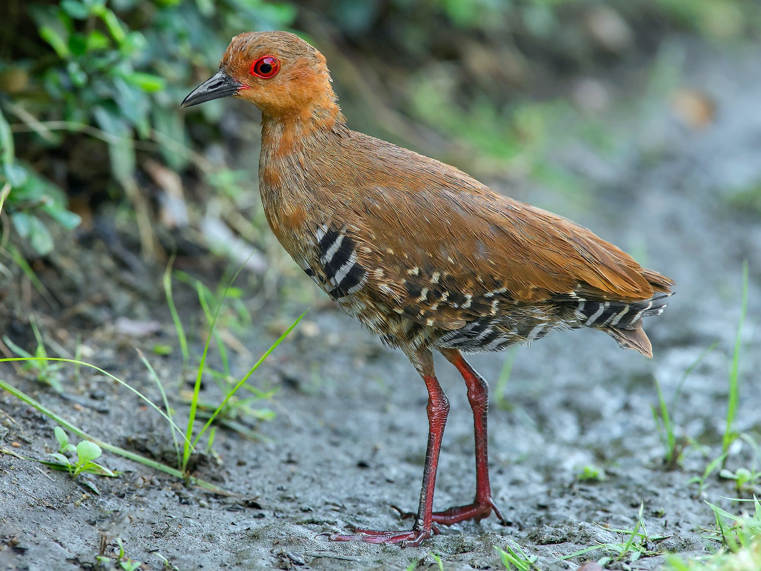 Red-legged Crake - eBird