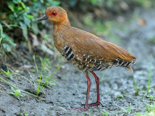 Red-legged Crake - eBird