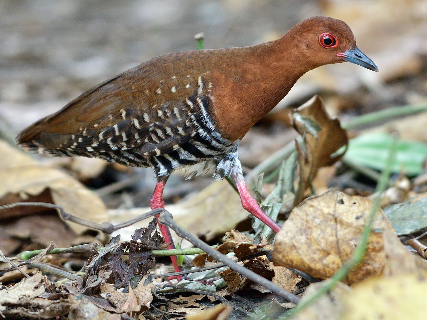 Red-legged Crake - eBird