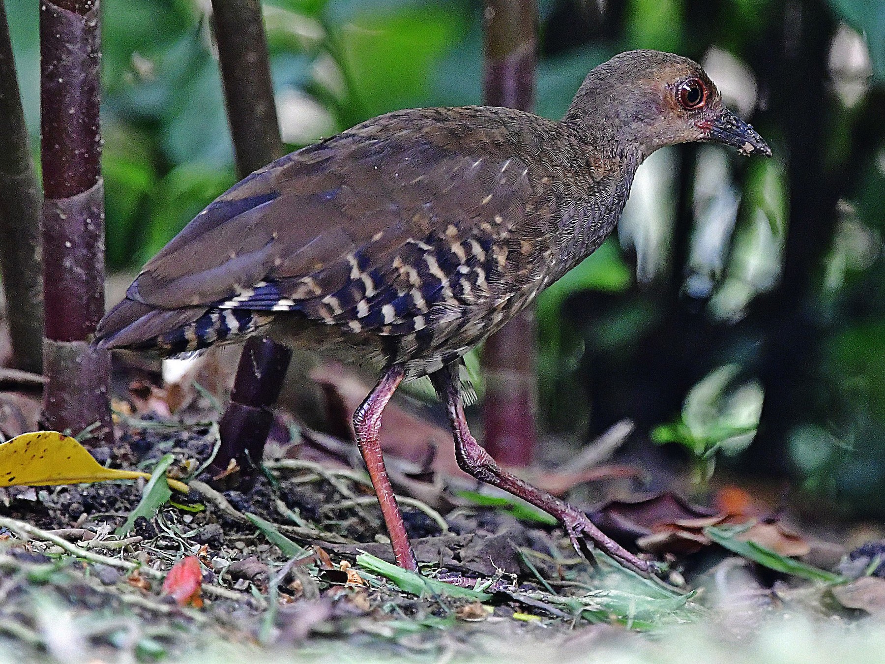 Red-legged Crake - eBird