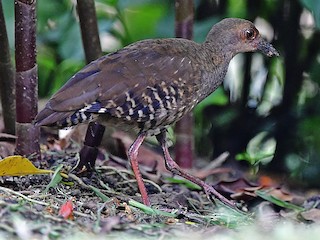 Red-legged Crake - eBird