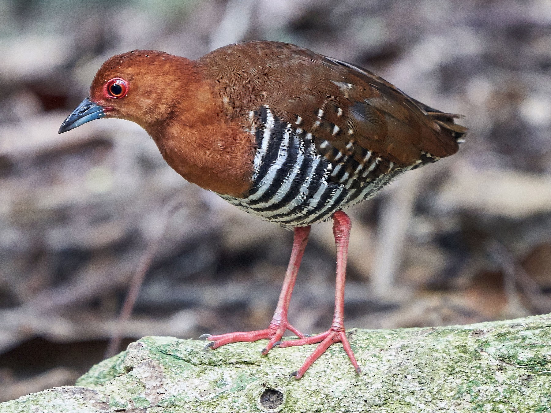 Red-legged Crake - eBird
