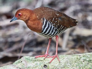 Red-legged Crake - eBird