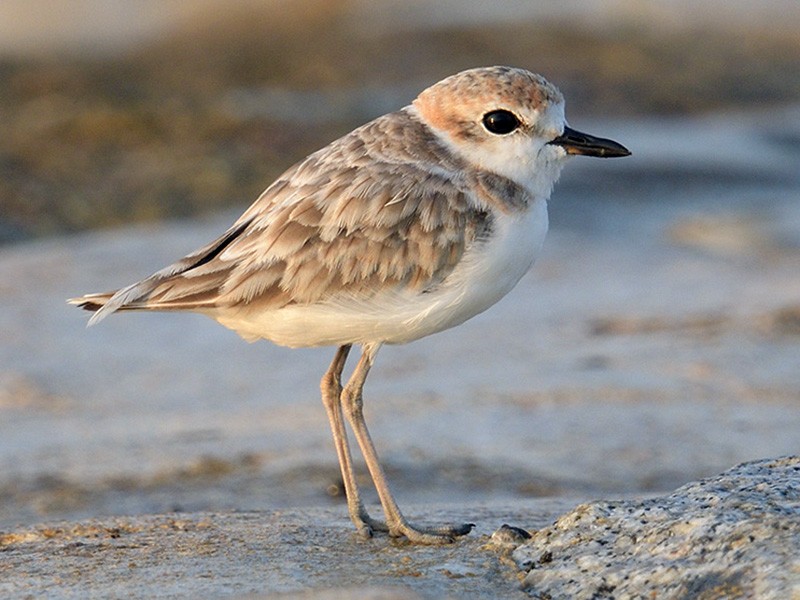 Malaysian Plover - eBird