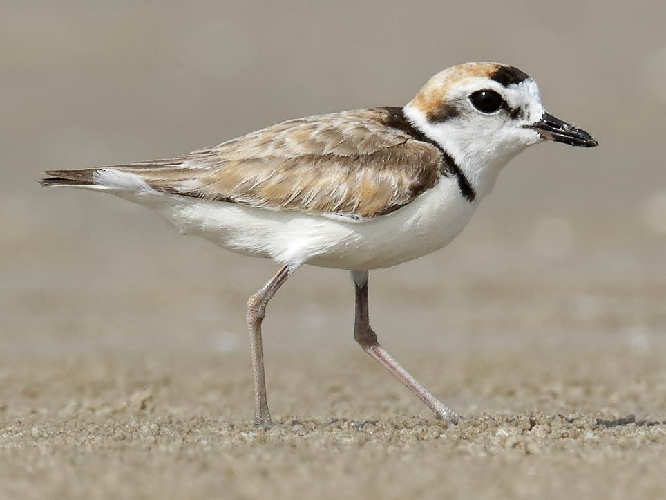 Malaysian Plover - eBird