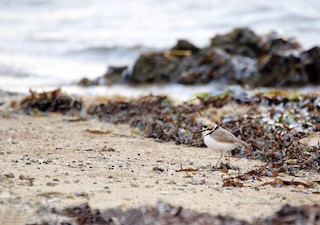 Malaysian Plover - eBird