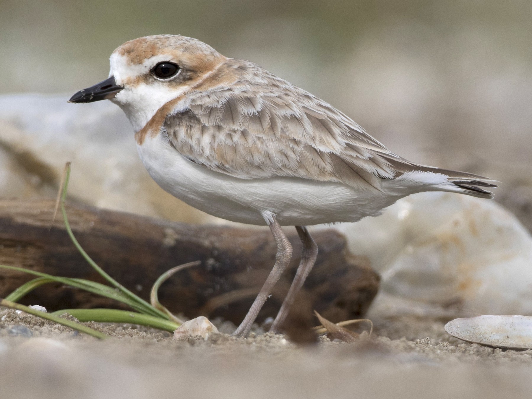 Malaysian Plover - eBird