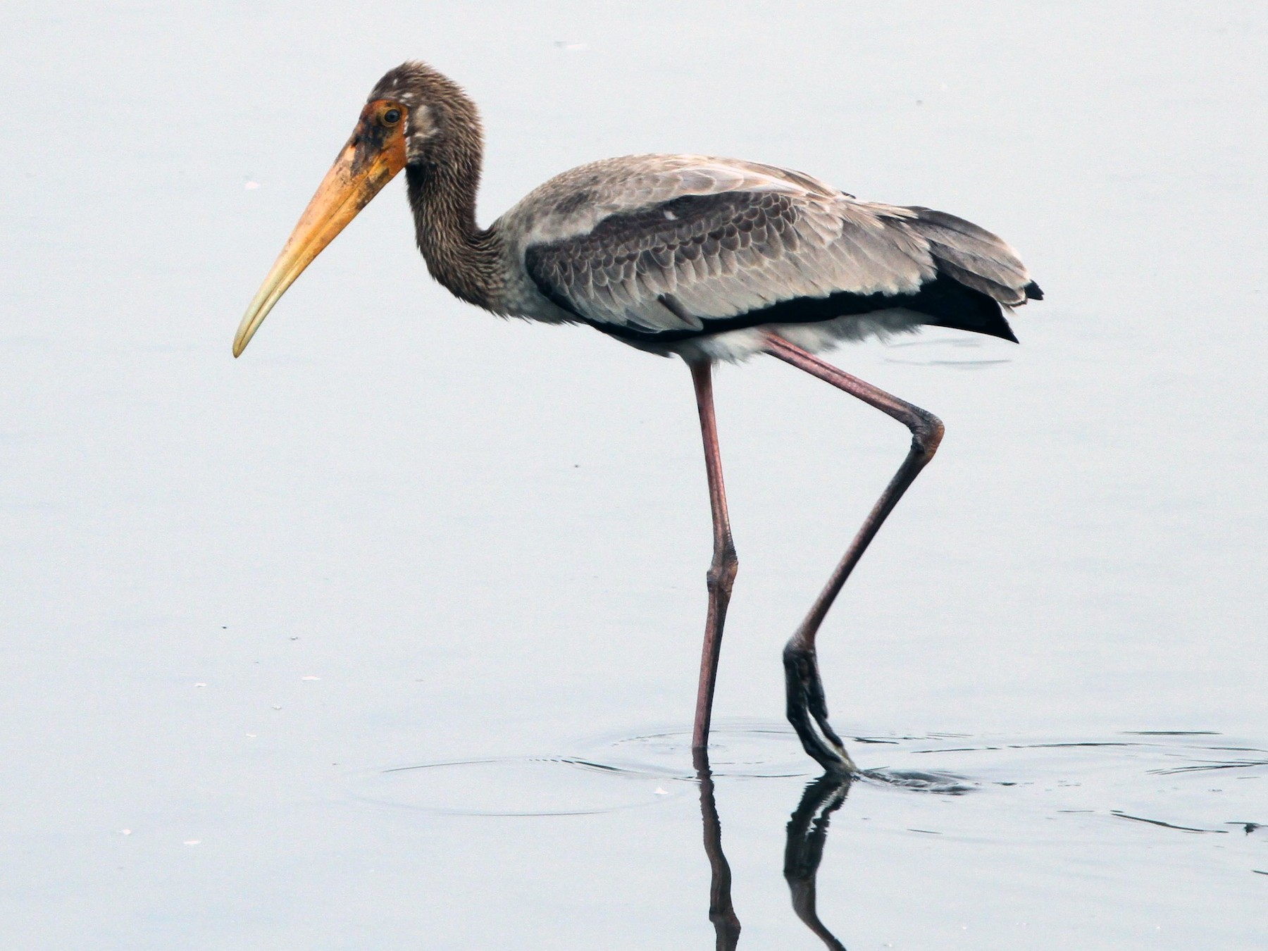 Milky Stork - eBird