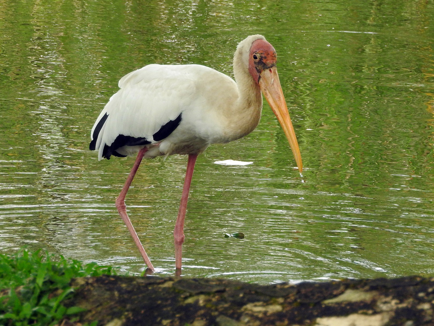 Milky Stork - eBird