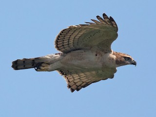 Blyth's Hawk-Eagle - eBird