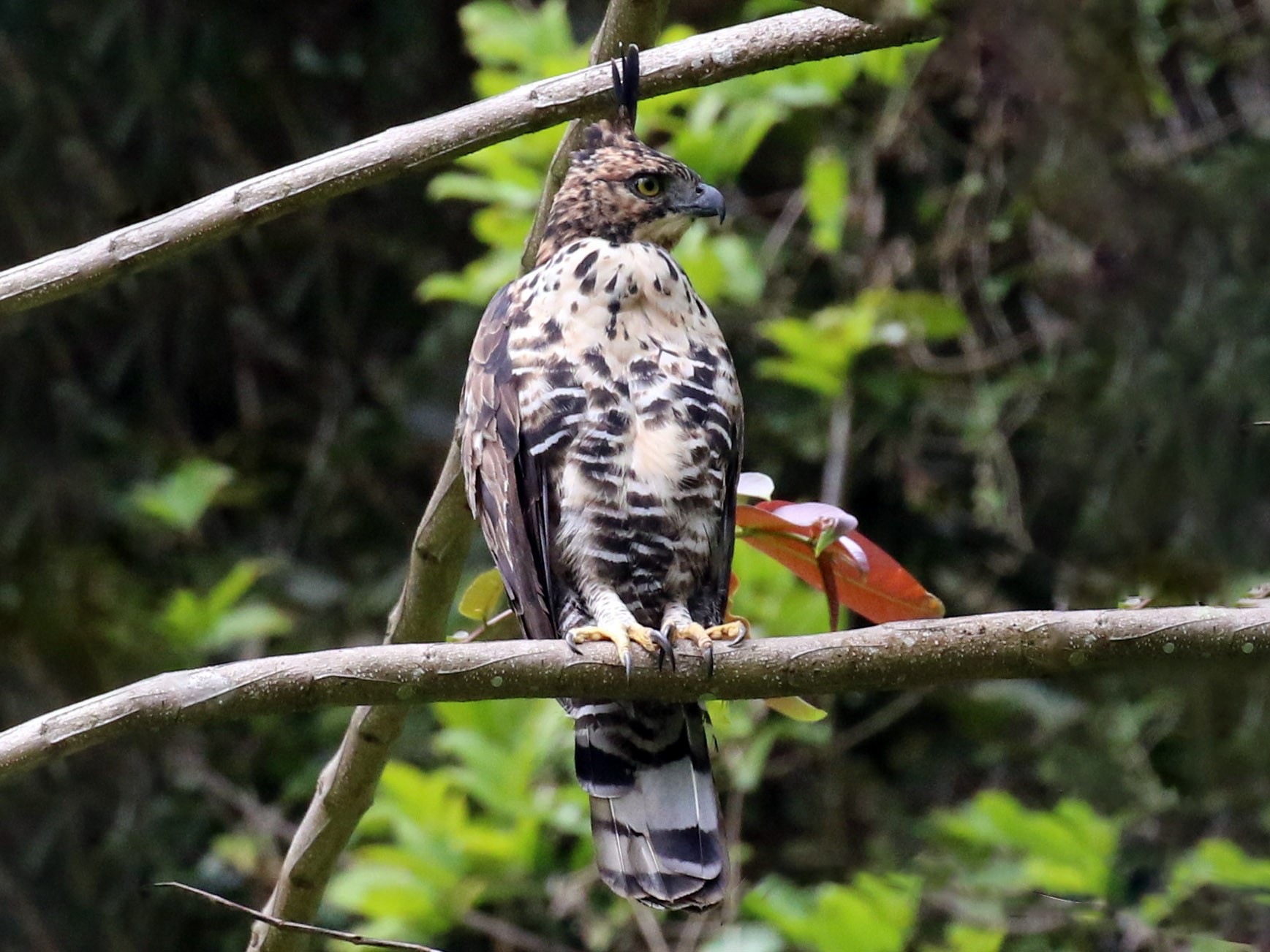 Blyth's Hawk-Eagle - eBird