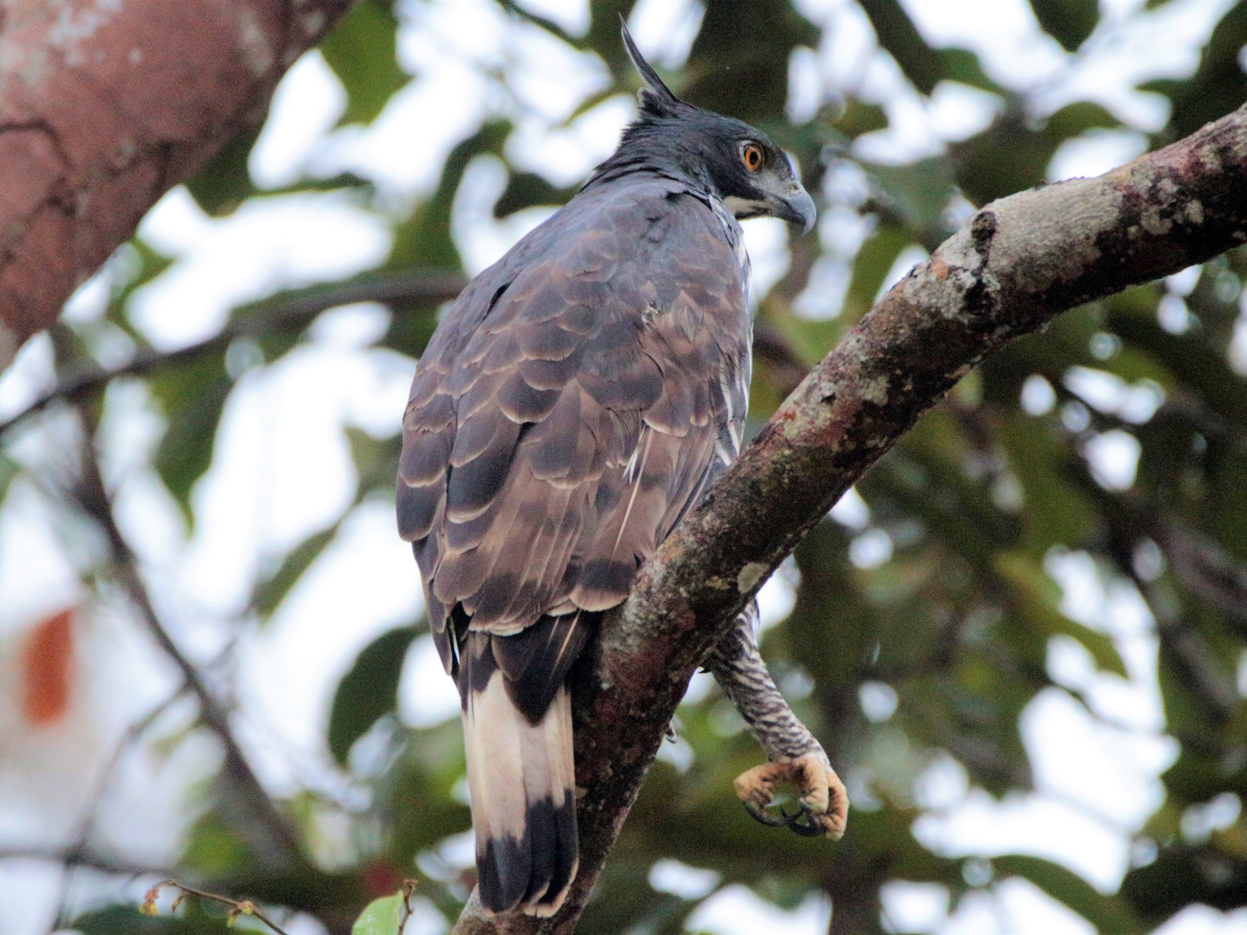 Blyth's Hawk-Eagle - eBird