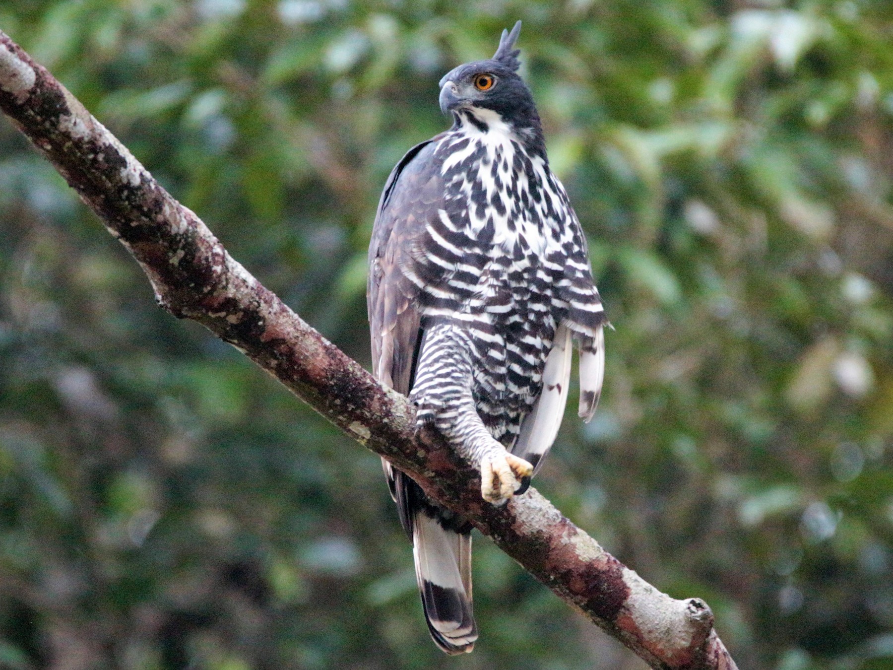 Blyth's Hawk-Eagle - eBird