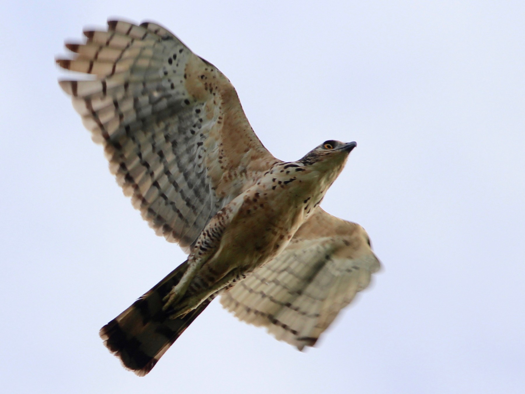 Wallace's Hawk-Eagle - eBird