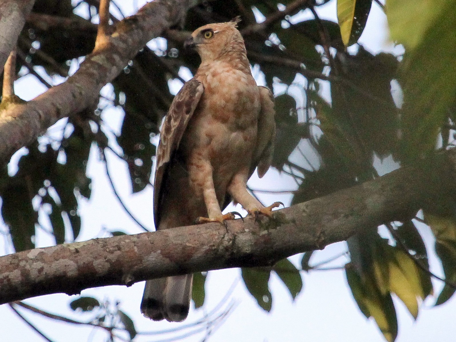 Wallace's Hawk-Eagle - eBird