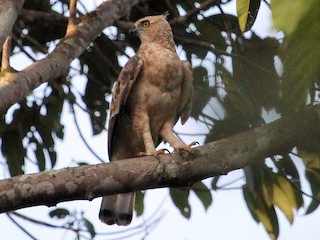 Wallace's Hawk-Eagle - eBird
