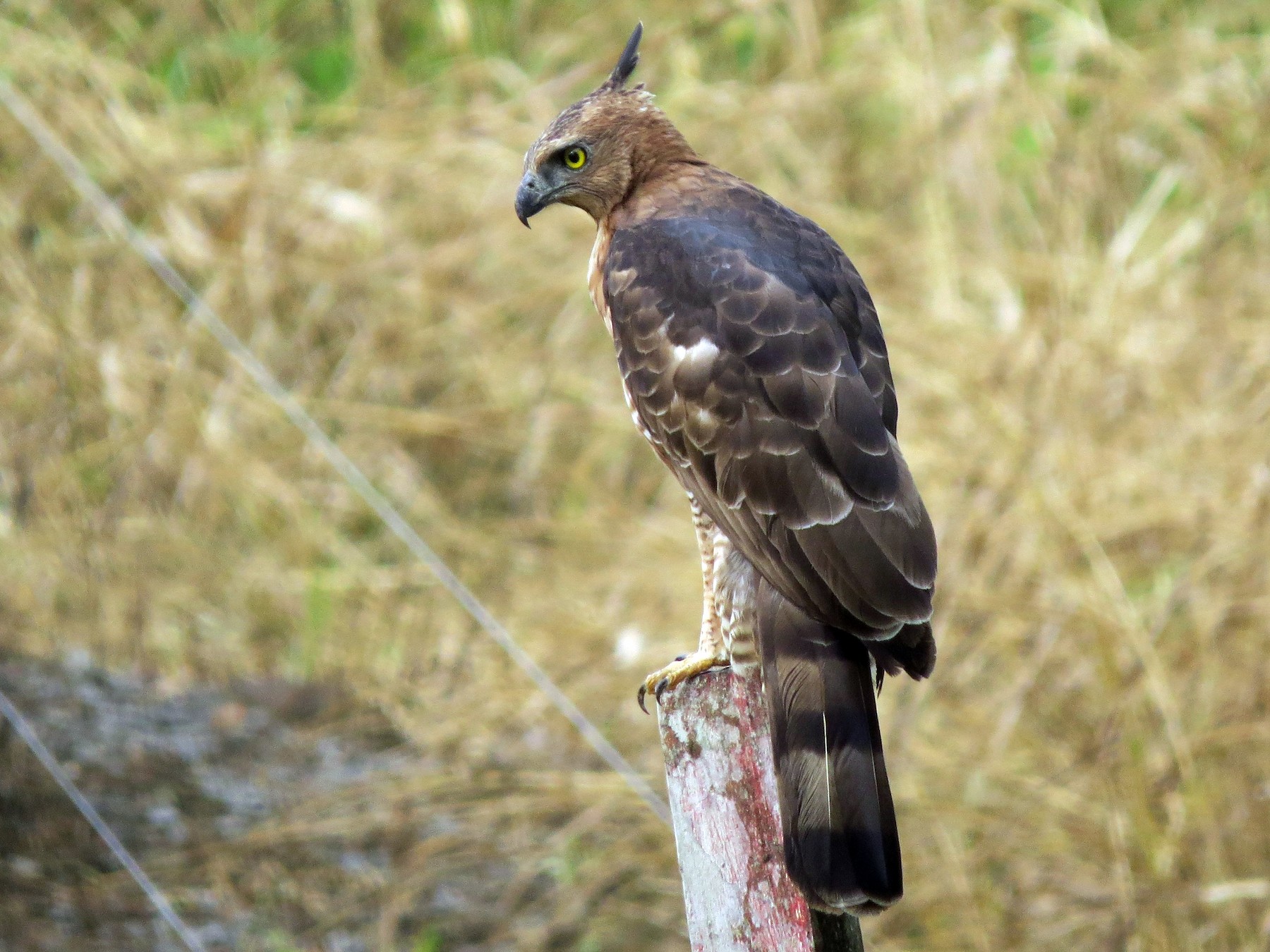 Wallace's Hawk-Eagle - eBird