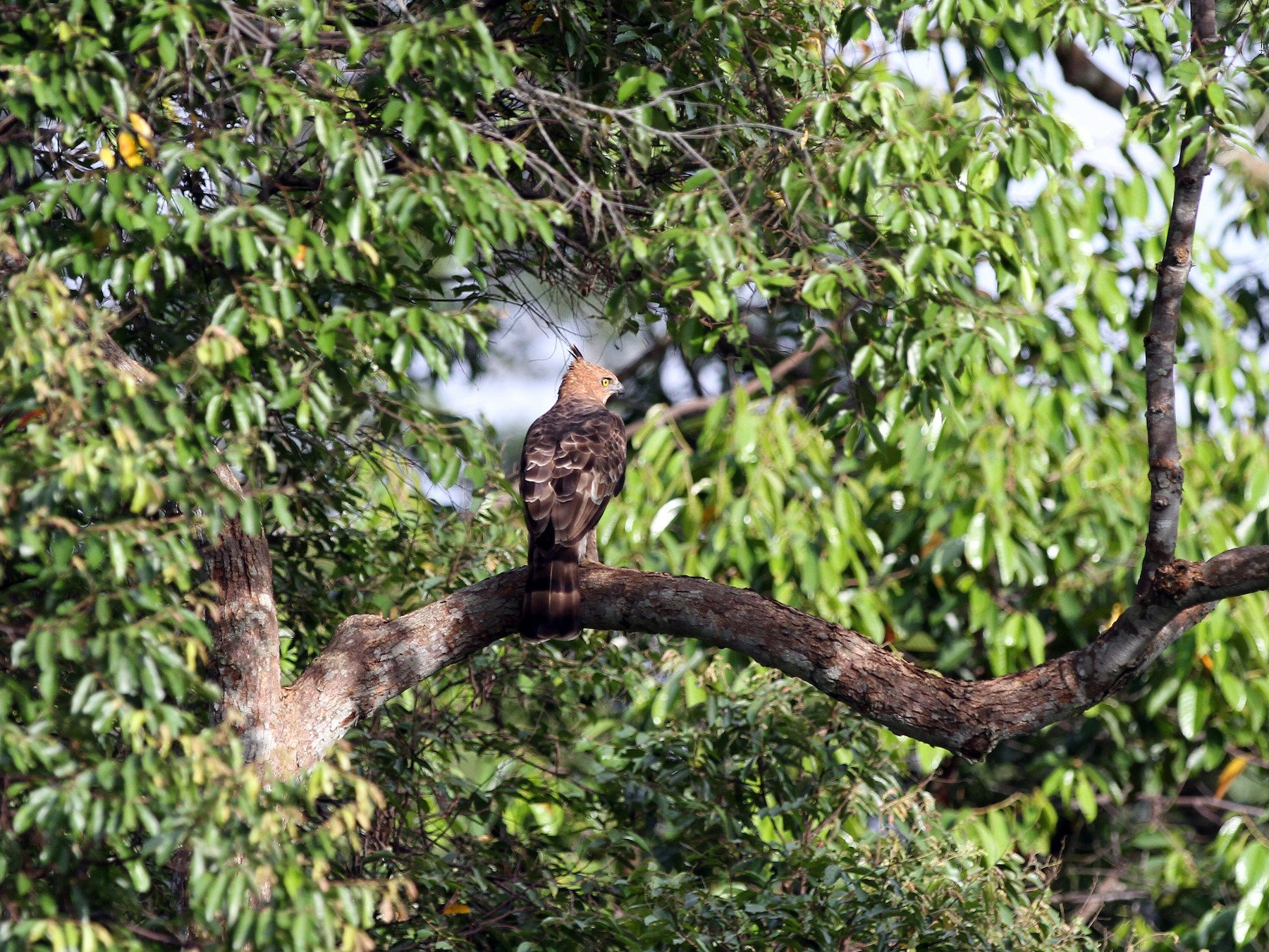 Wallace's Hawk-Eagle - eBird