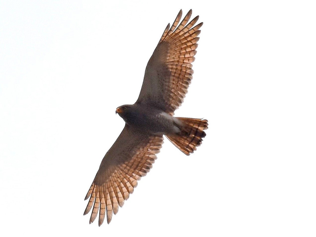 Rufous-winged Buzzard - eBird