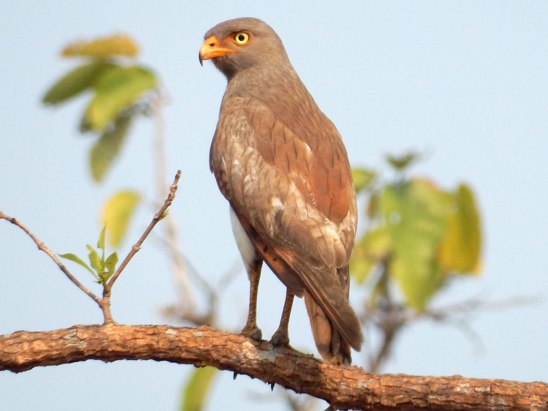 Rufous-winged Buzzard - eBird