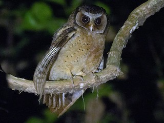 White-fronted Scops-Owl - eBird