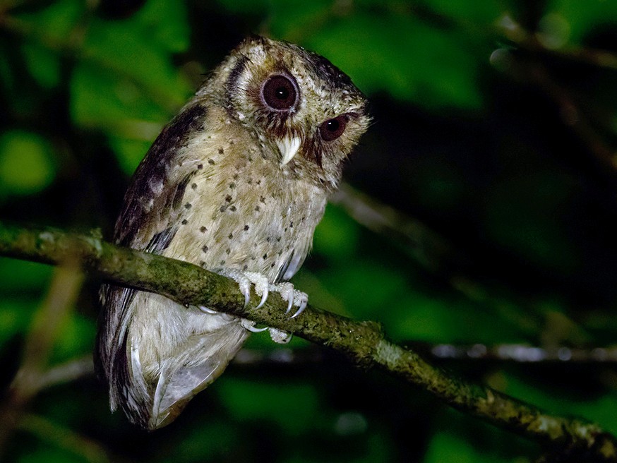 Reddish Scops-Owl - eBird