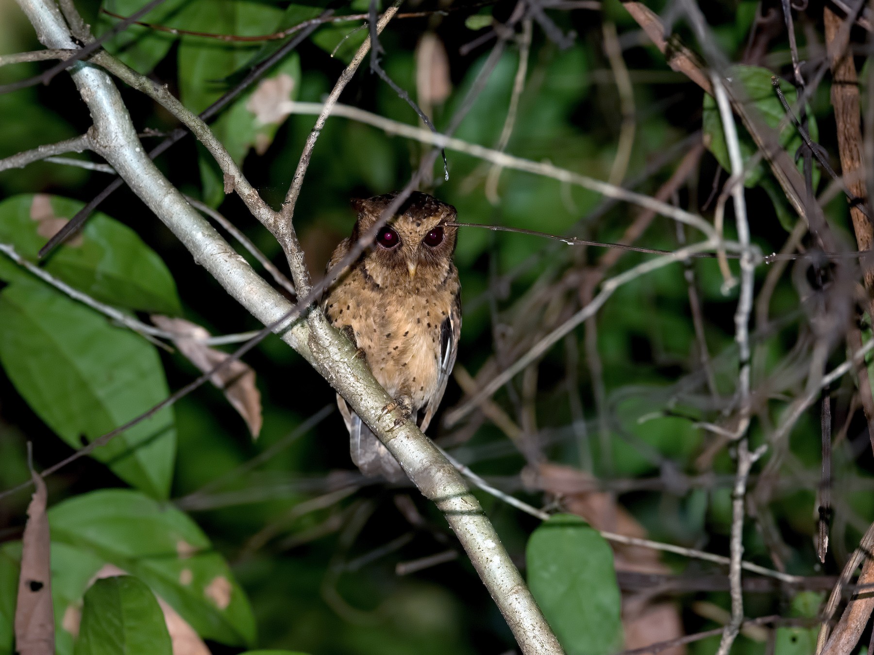 Reddish Scops-Owl - eBird