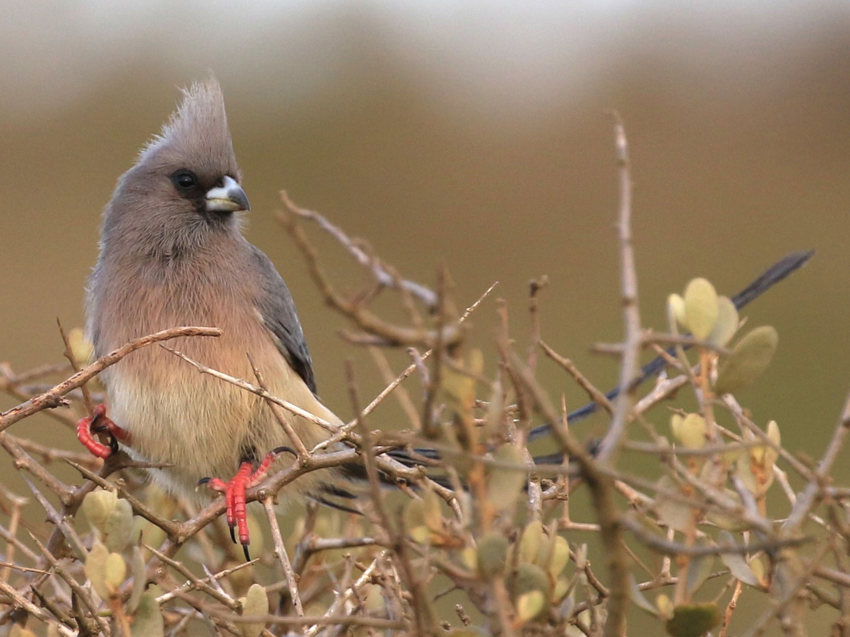 White-backed Mousebird - eBird