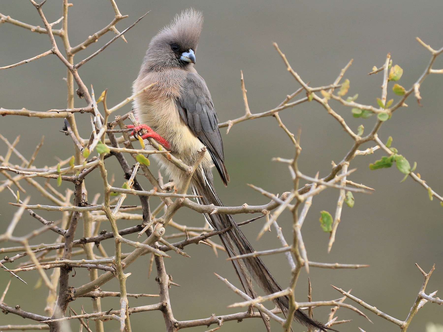 White-backed Mousebird - eBird