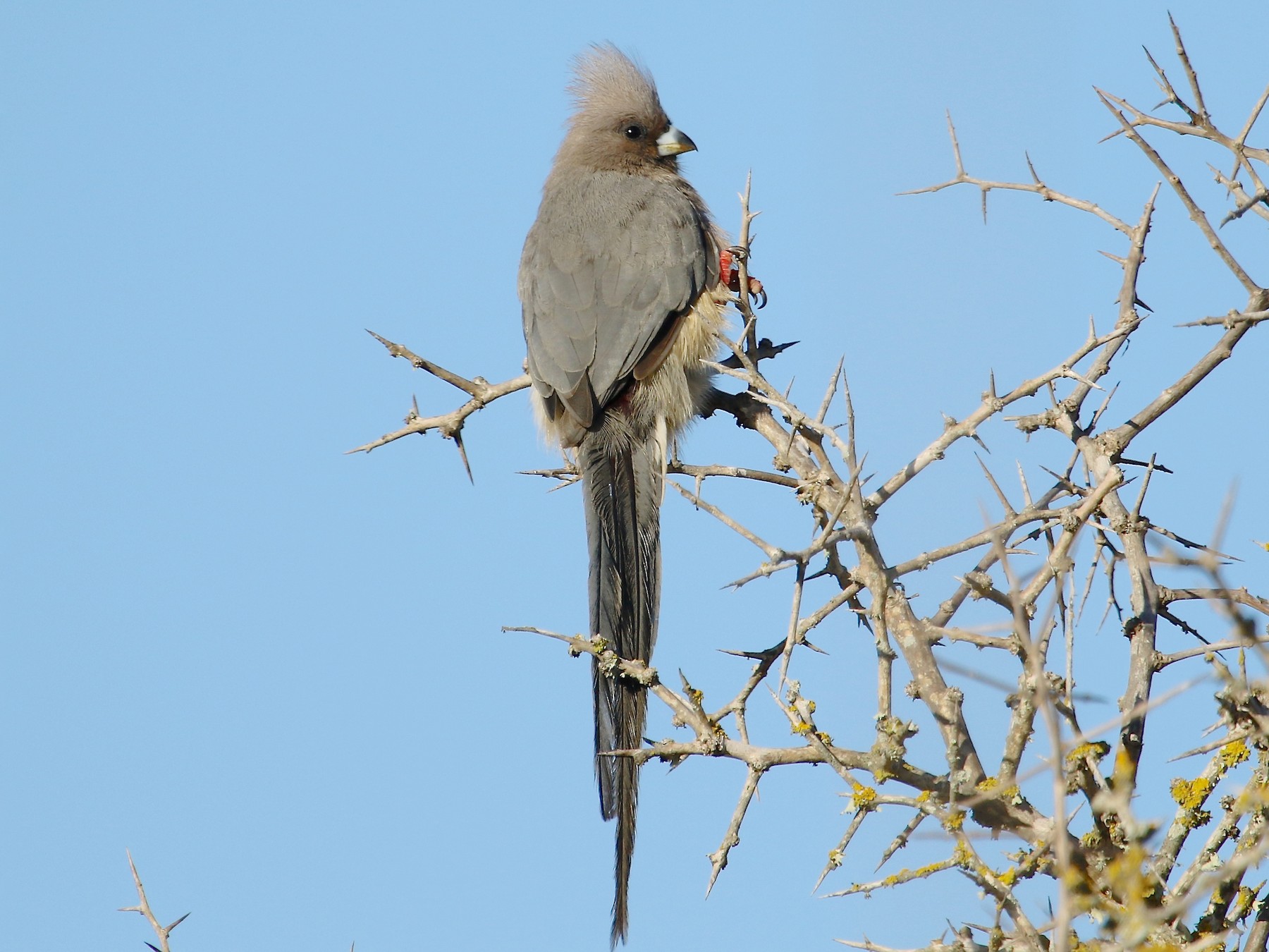 White-backed Mousebird - eBird