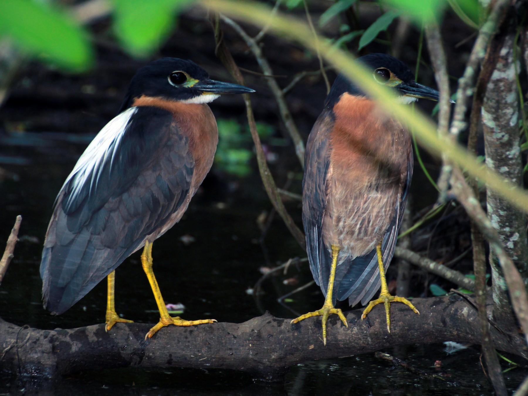 White-backed Night Heron - eBird