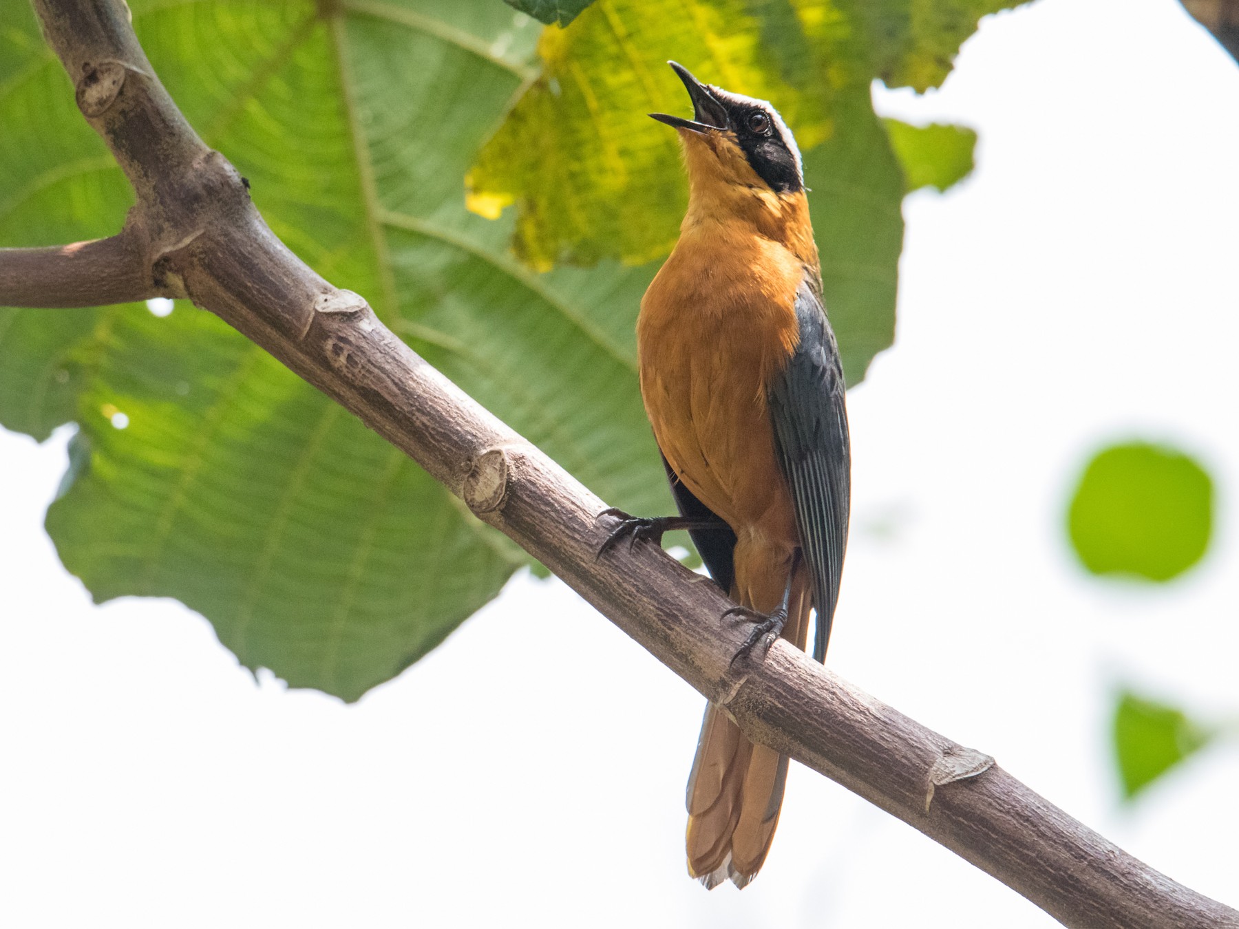 White-browed Robin-Chat - eBird