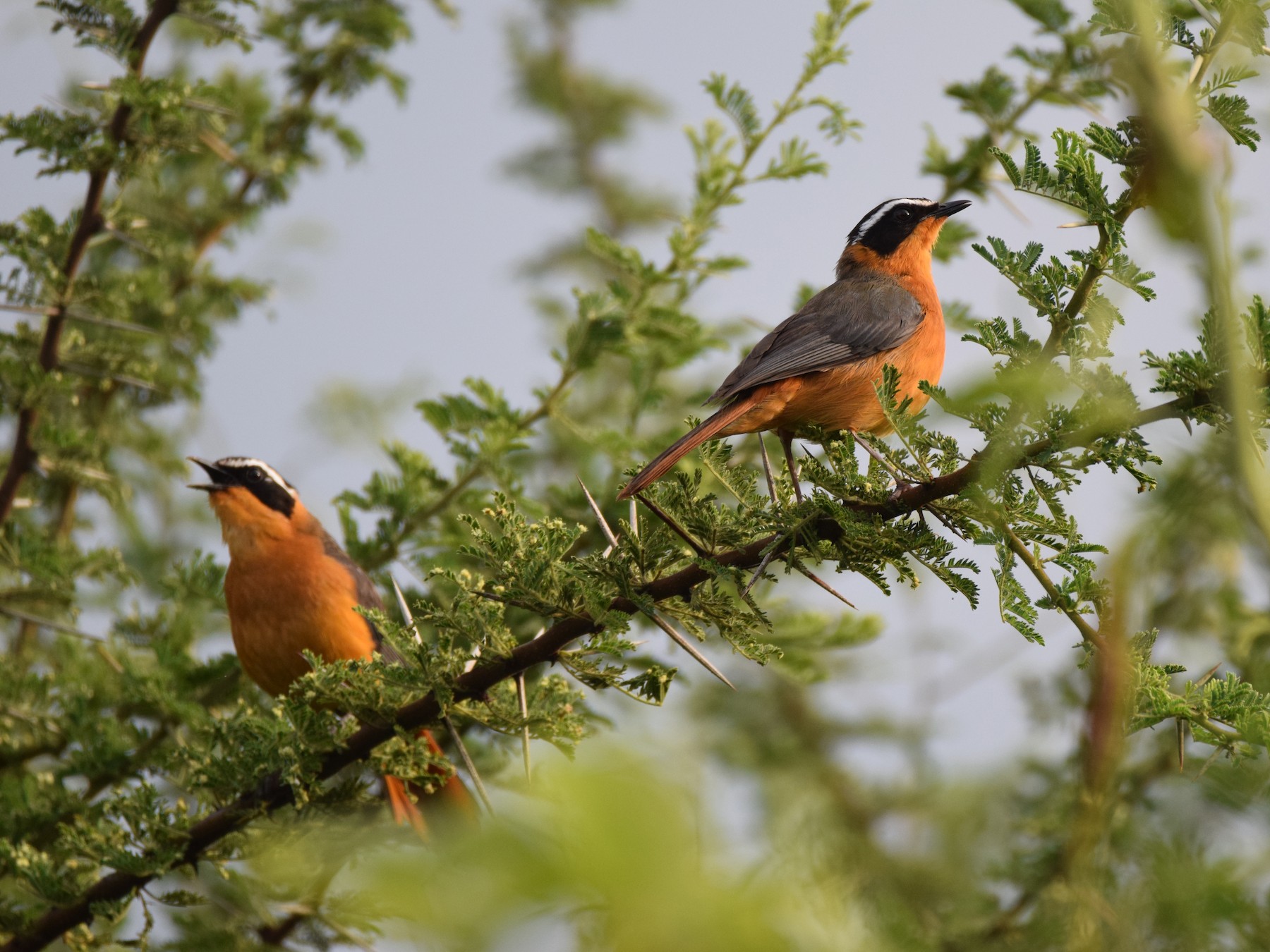 White-browed Robin-Chat - eBird