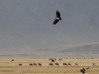 White-backed Vulture - eBird