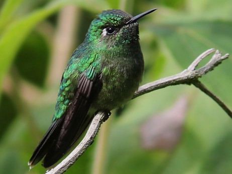 Emerald-chinned Hummingbird - eBird