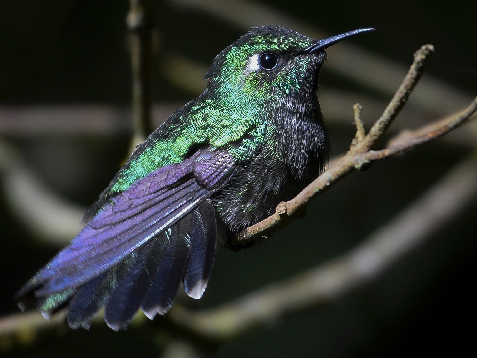 Emerald Chinned Hummingbird