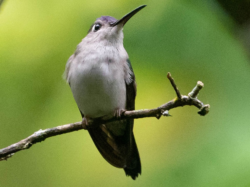 Wedge-tailed Sabrewing (Long-tailed) - eBird