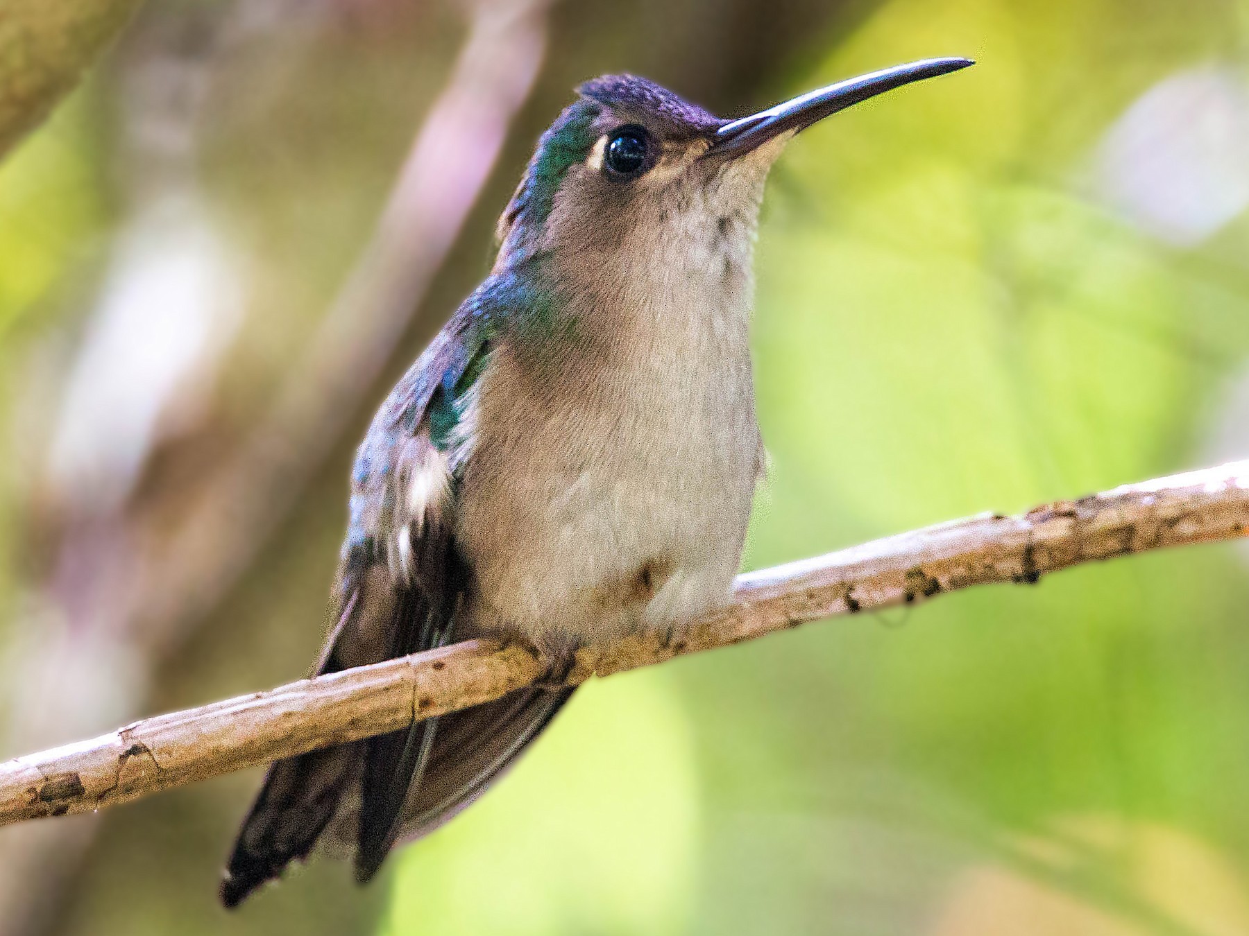 Wedge-tailed Sabrewing (Long-tailed) - eBird