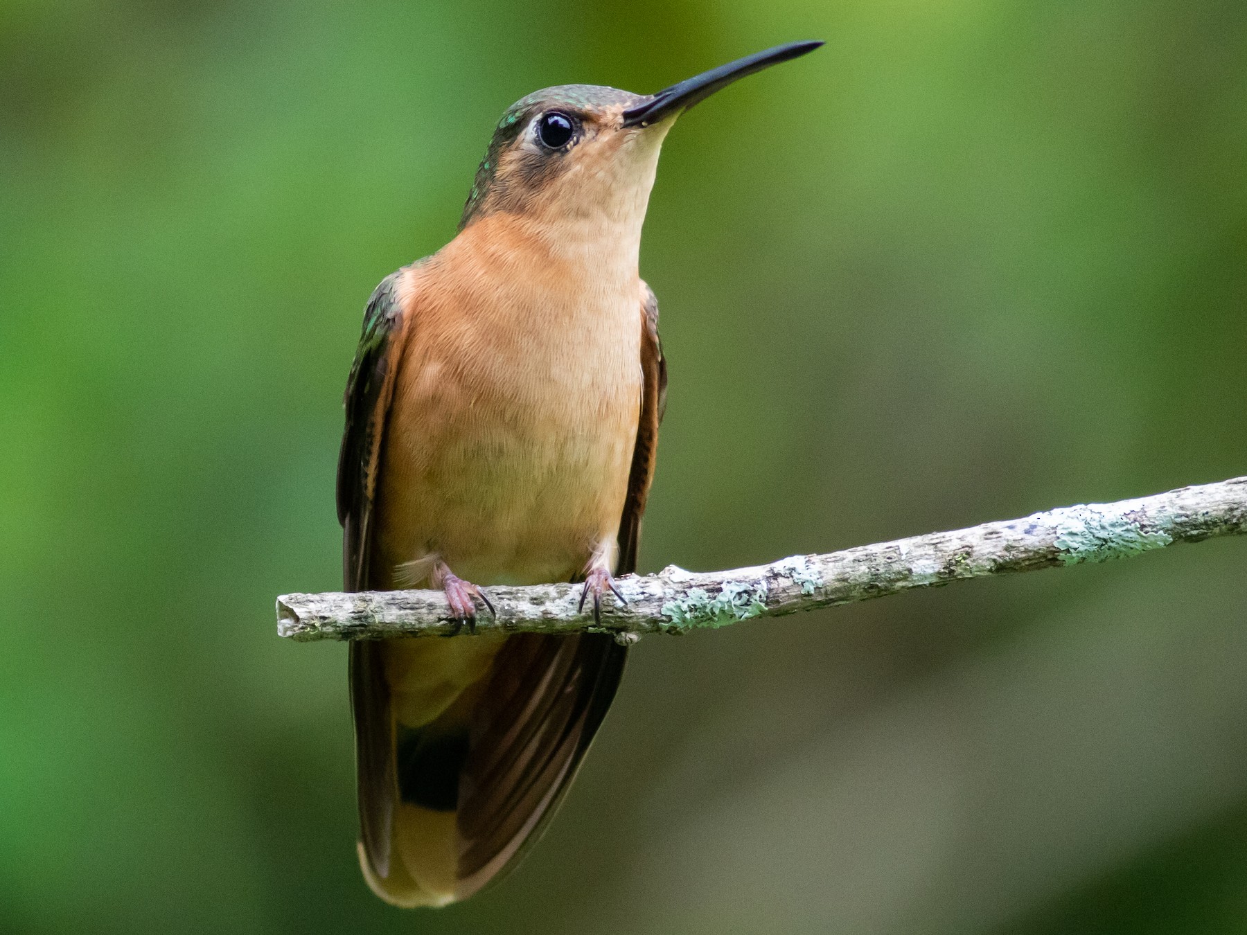 Rufous Sabrewing - eBird